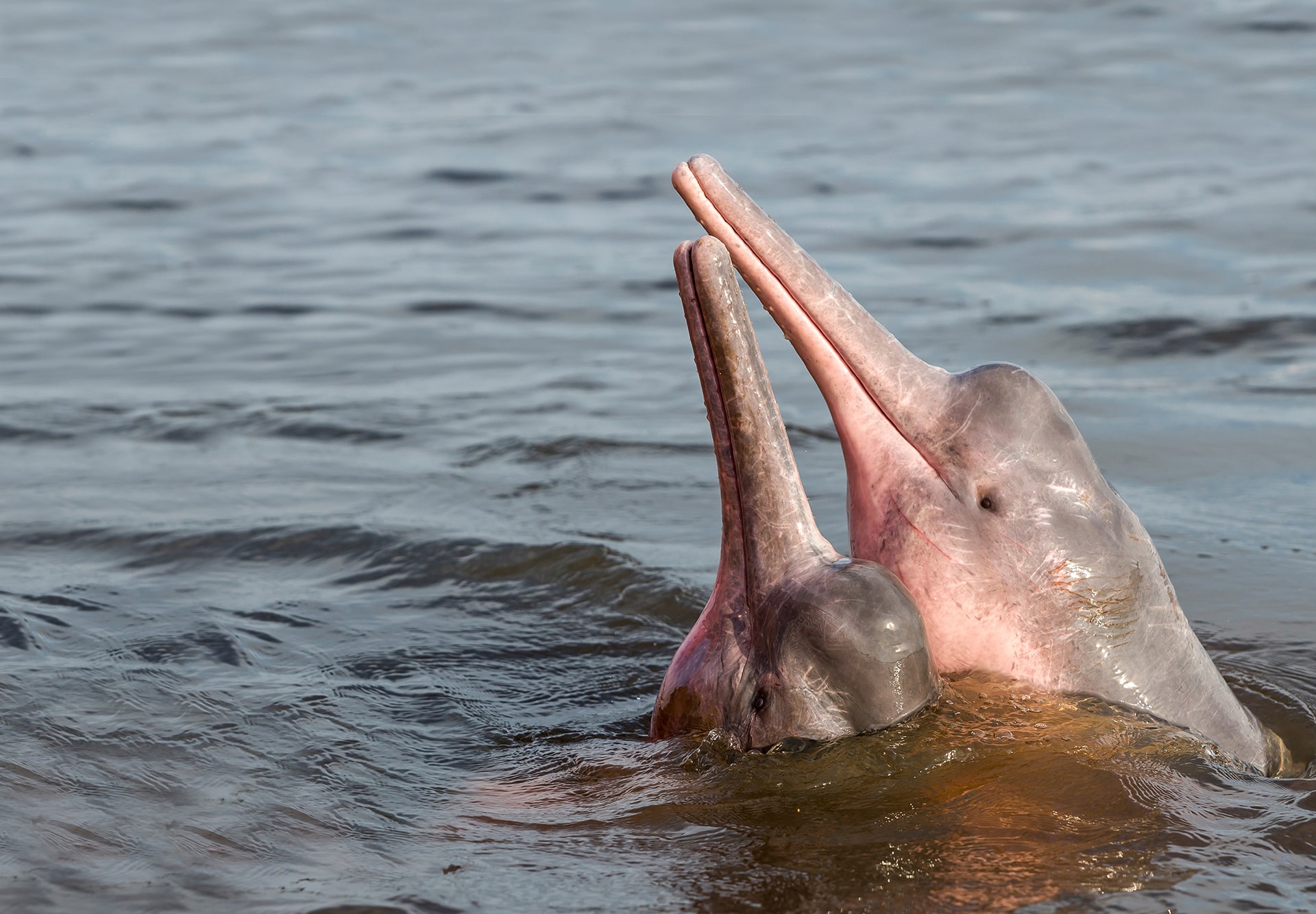Protect the Spirit Forest and Save the Philippine Eagle – Rainforest Trust