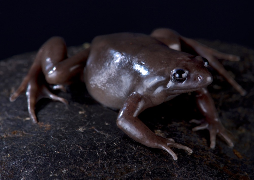 Secure a Safe Haven for Threatened Amphibians – Rainforest Trust