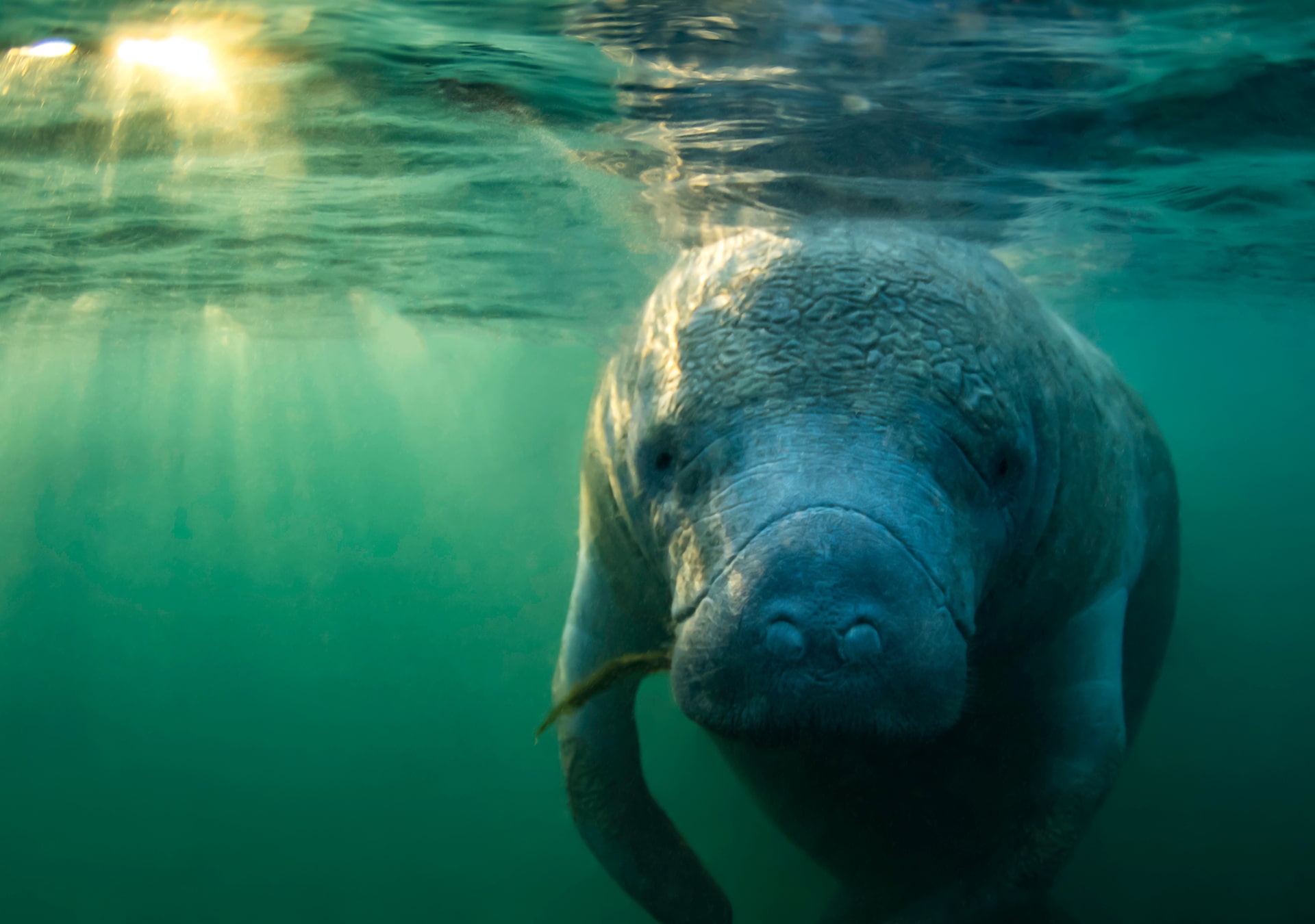 Preserve the Amazon’s Coastal Gem in Brazil – Rainforest Trust