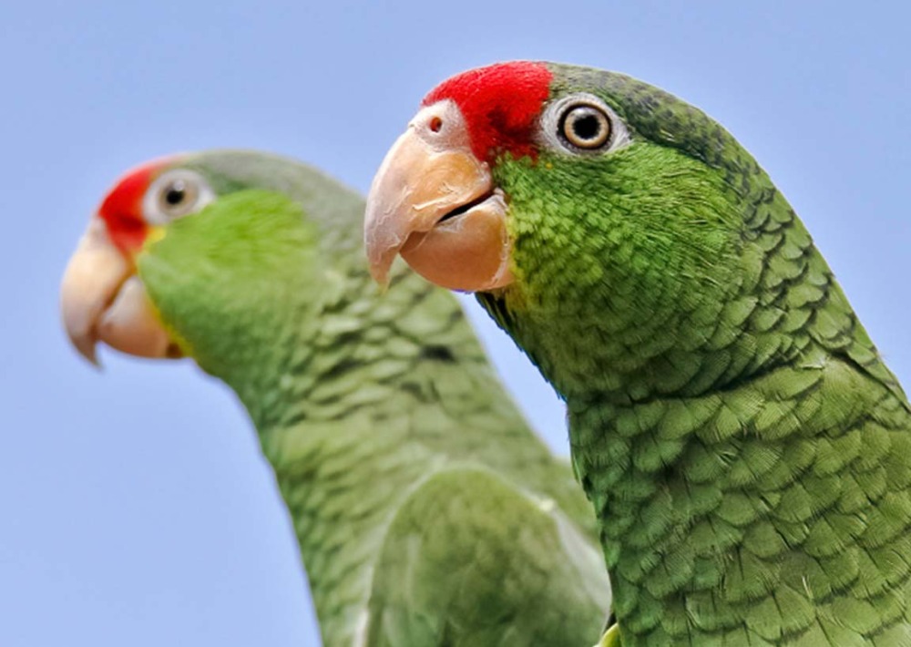 Protect Endangered Parrots in Mexico – Rainforest Trust