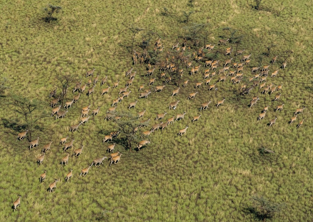 Save South Sudan’s Great Antelope Migration – Rainforest Trust