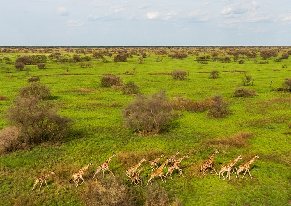 Save South Sudan’s Great Antelope Migration – Rainforest Trust