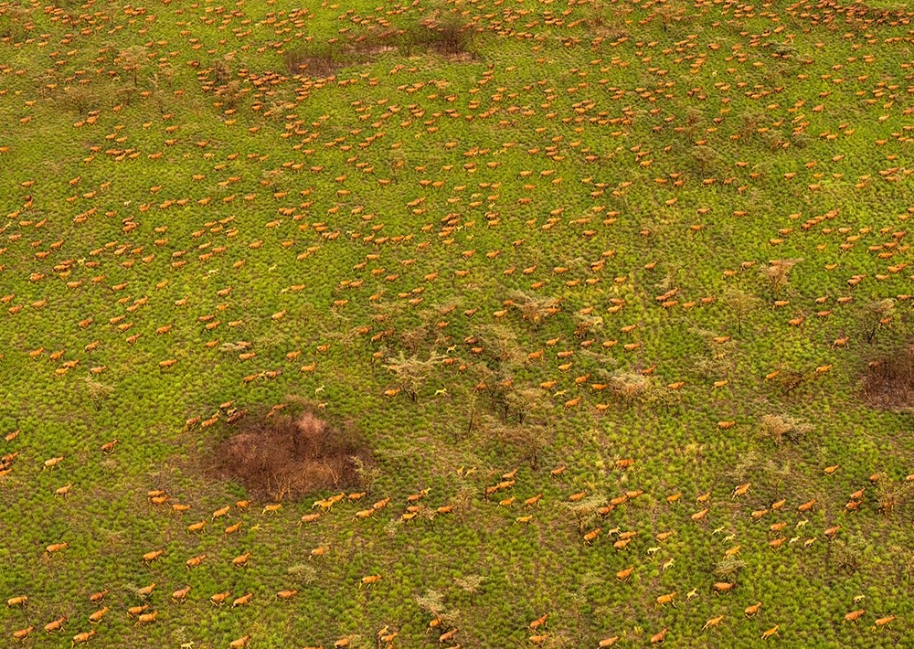 Save South Sudan’s Great Antelope Migration – Rainforest Trust