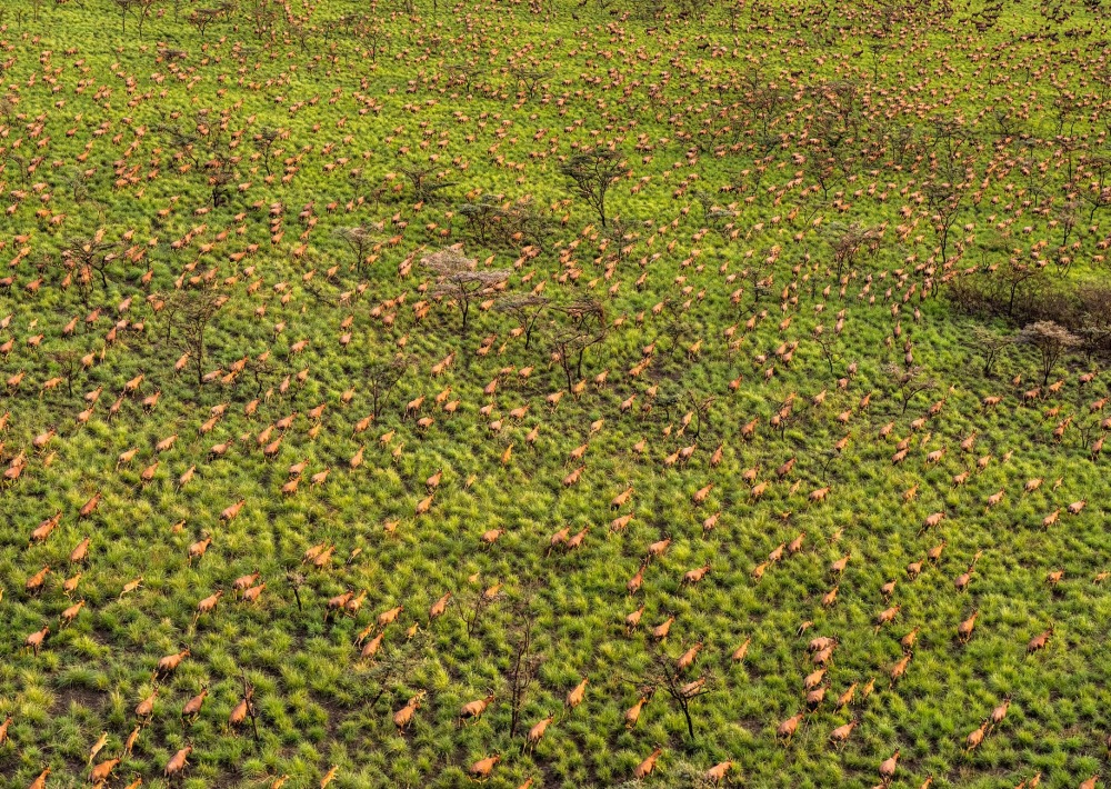 Save South Sudan’s Great Antelope Migration – Rainforest Trust