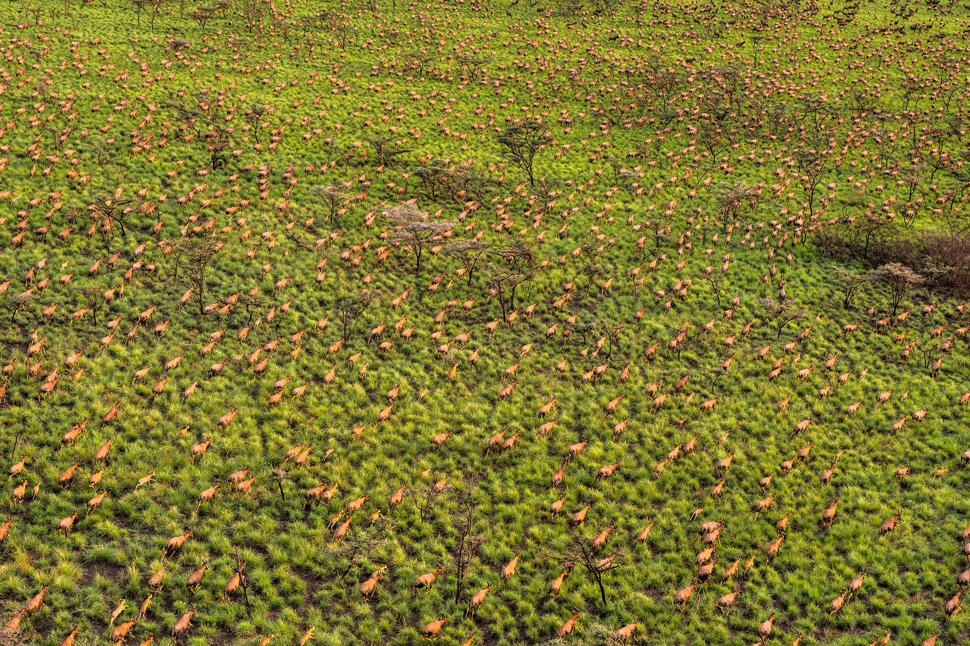 Save South Sudan’s Great Antelope Migration – Rainforest Trust