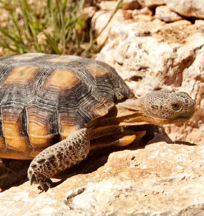 Mexico: Create a Corridor for Mexican Wolves and Jaguars – Rainforest Trust