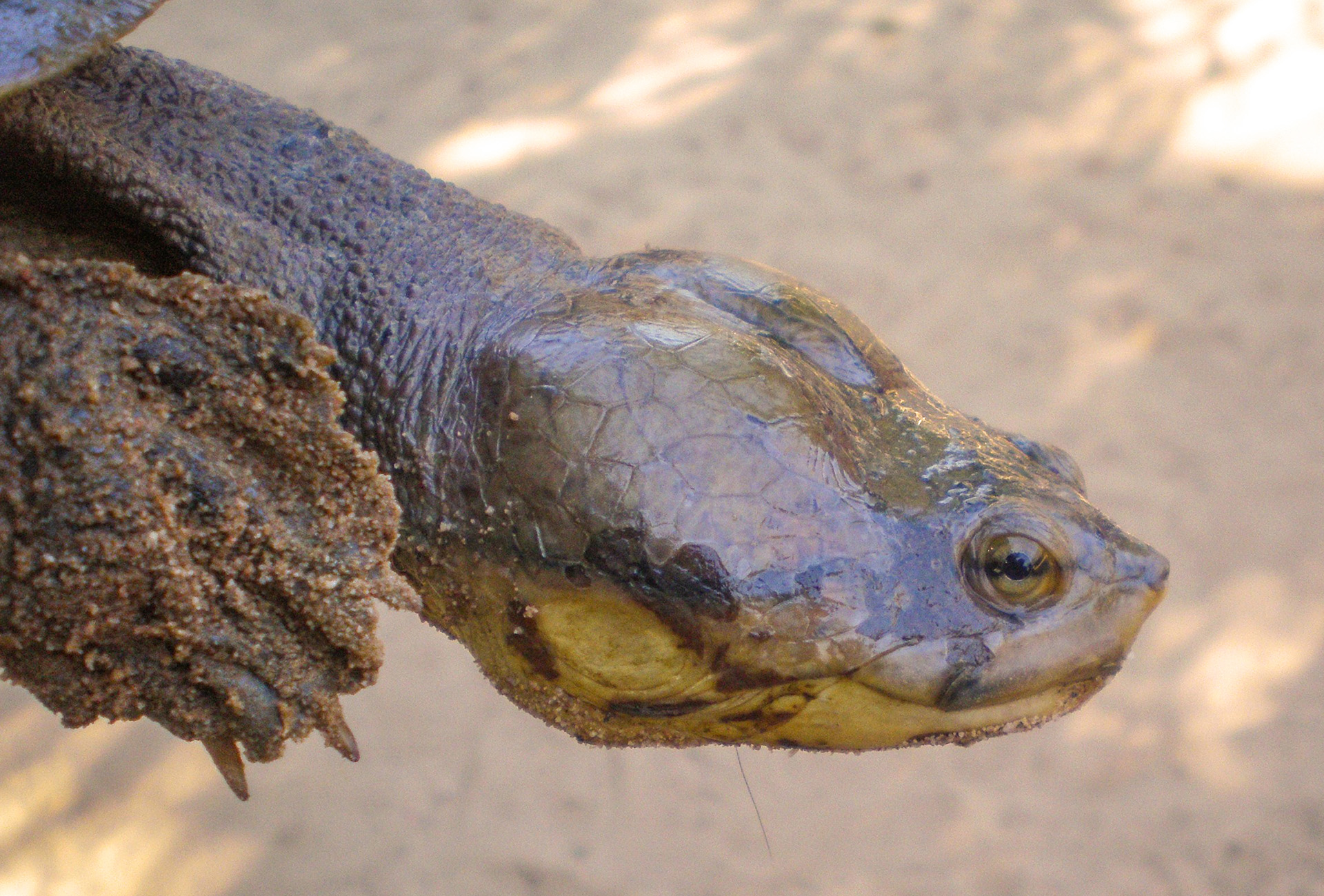 Save the Critically Endangered Dahl’s Toad-headed Turtle from ...