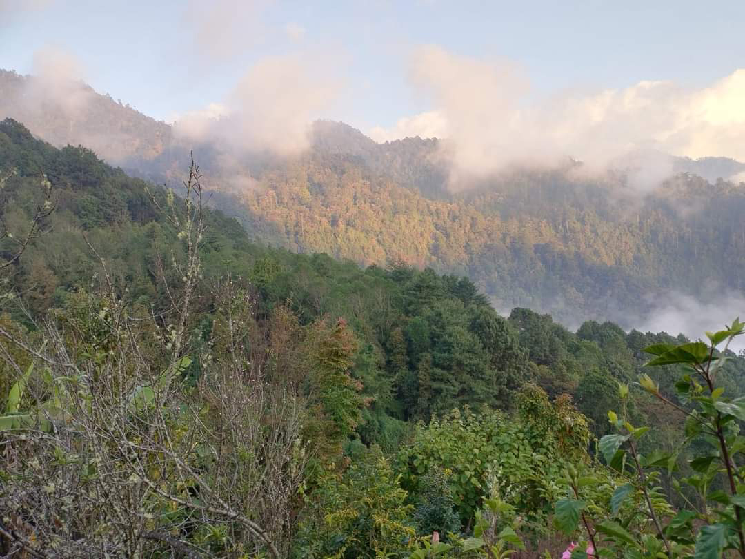 Mexico: Prevent Extinctions in the Mountains of Southern Mexico ...