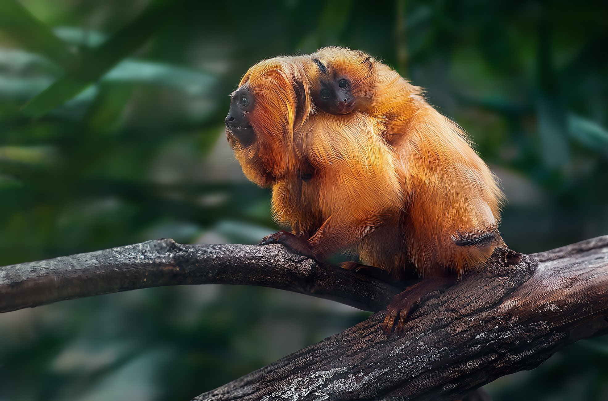 Bridging the Gap: Connecting Critical Habitat for Golden Lion Tamarins ...