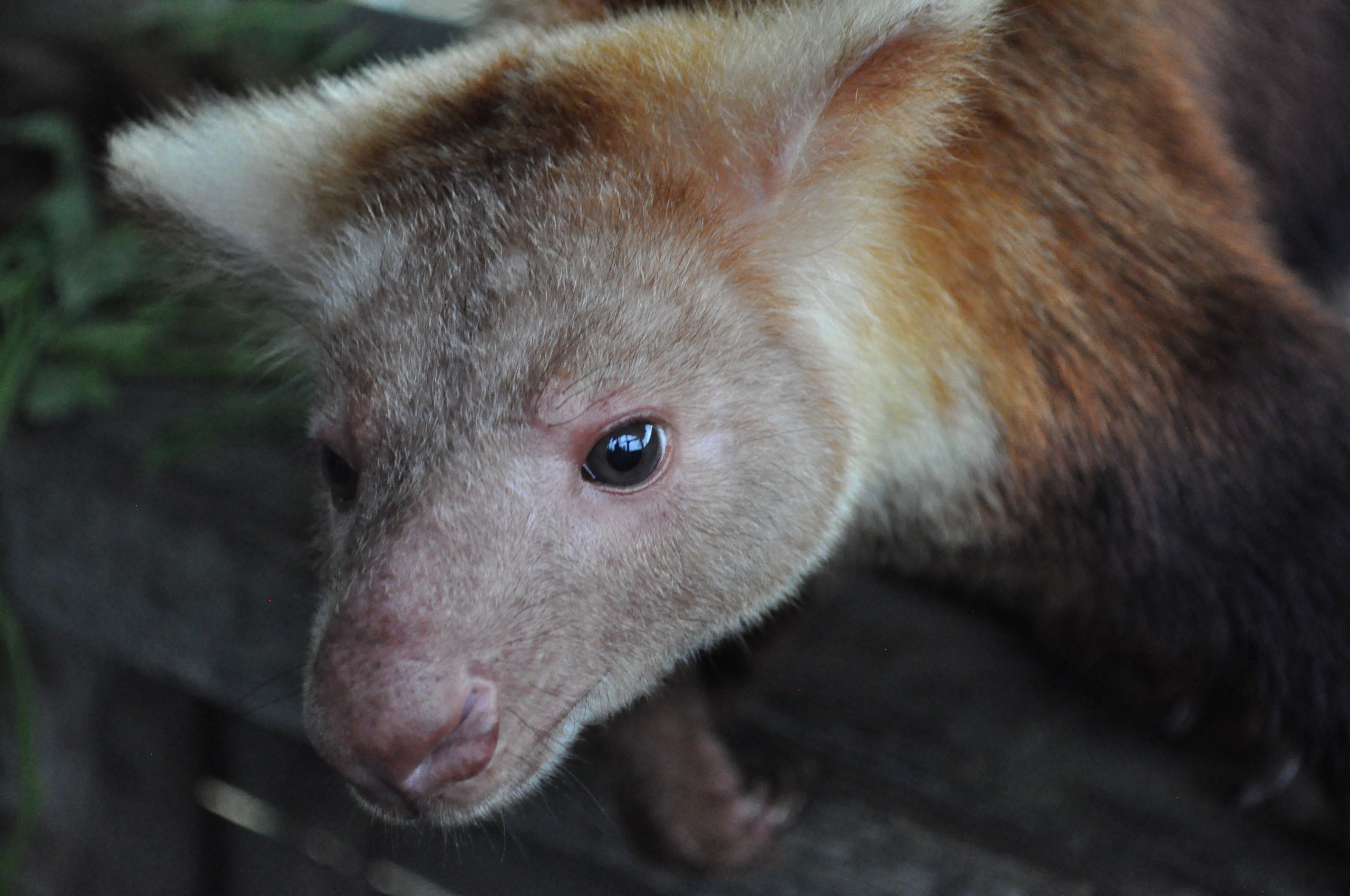 Protect Rare Marsupials in the Third Largest Rainforest in the World ...