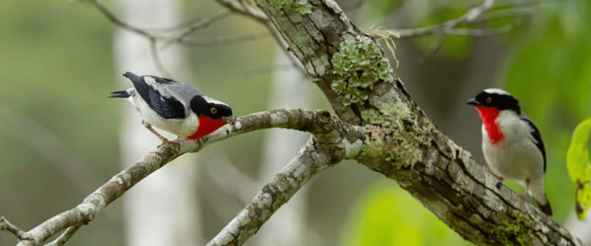 November 2025 – Rainforest Trust