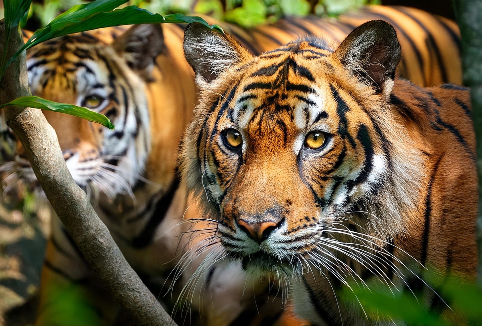 June 2025 – Rainforest Trust