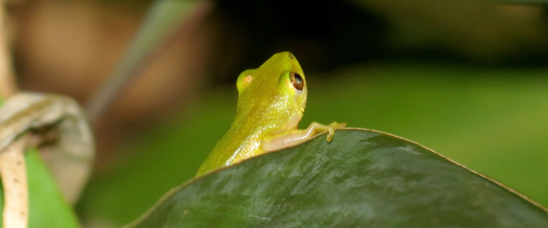 March 2025 – Rainforest Trust