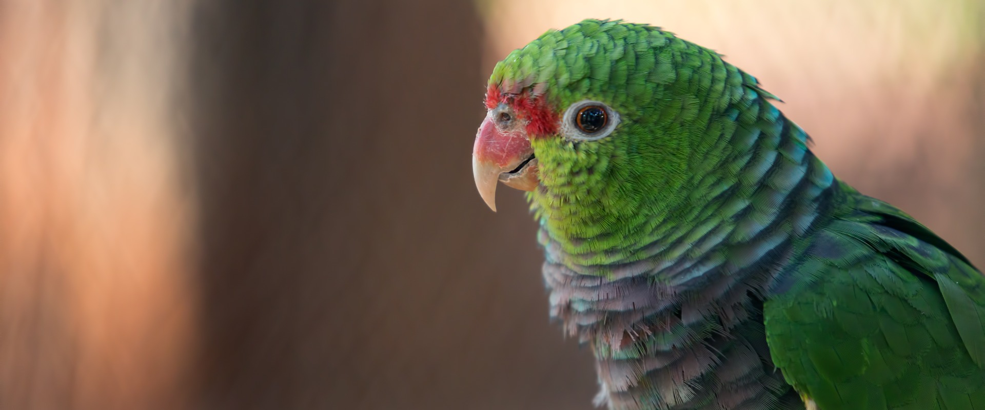 November 2025 – Rainforest Trust