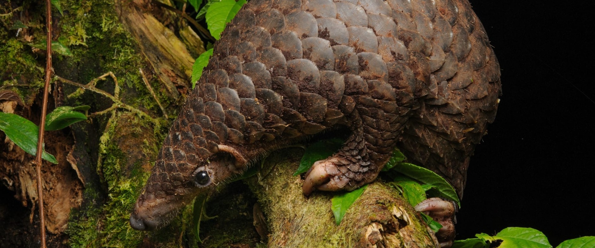 August 2025 – Rainforest Trust