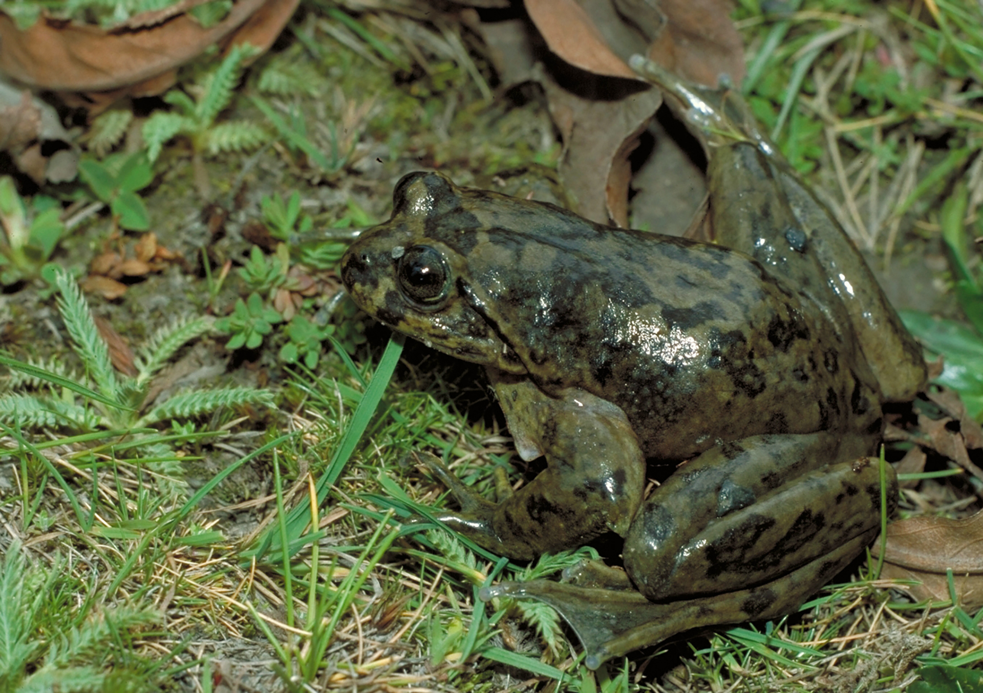 Protect Rare Amphibians in the Tropical Andes – Rainforest Trust