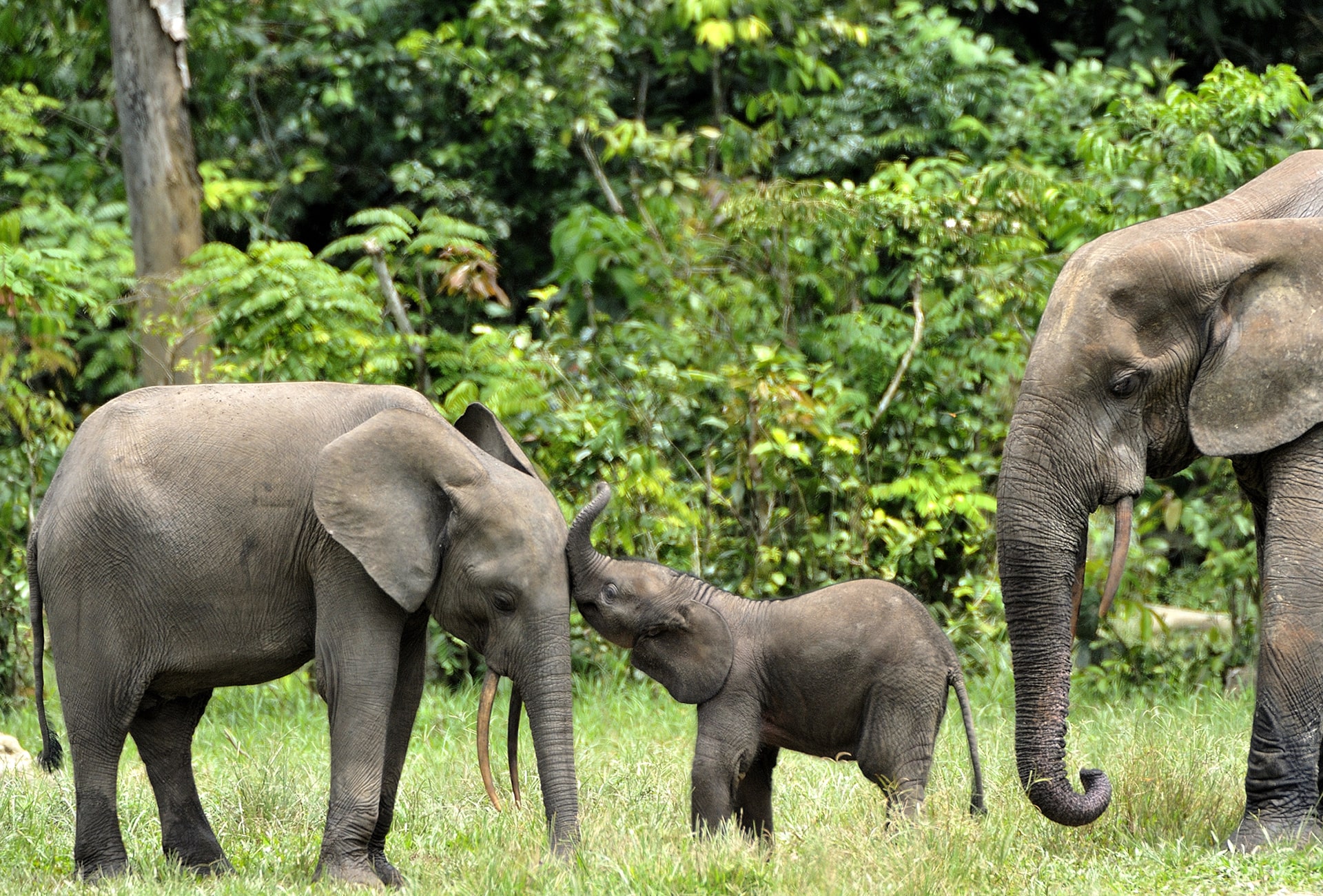 Create a Safe Haven for Cameroon’s Endangered Species – Rainforest Trust