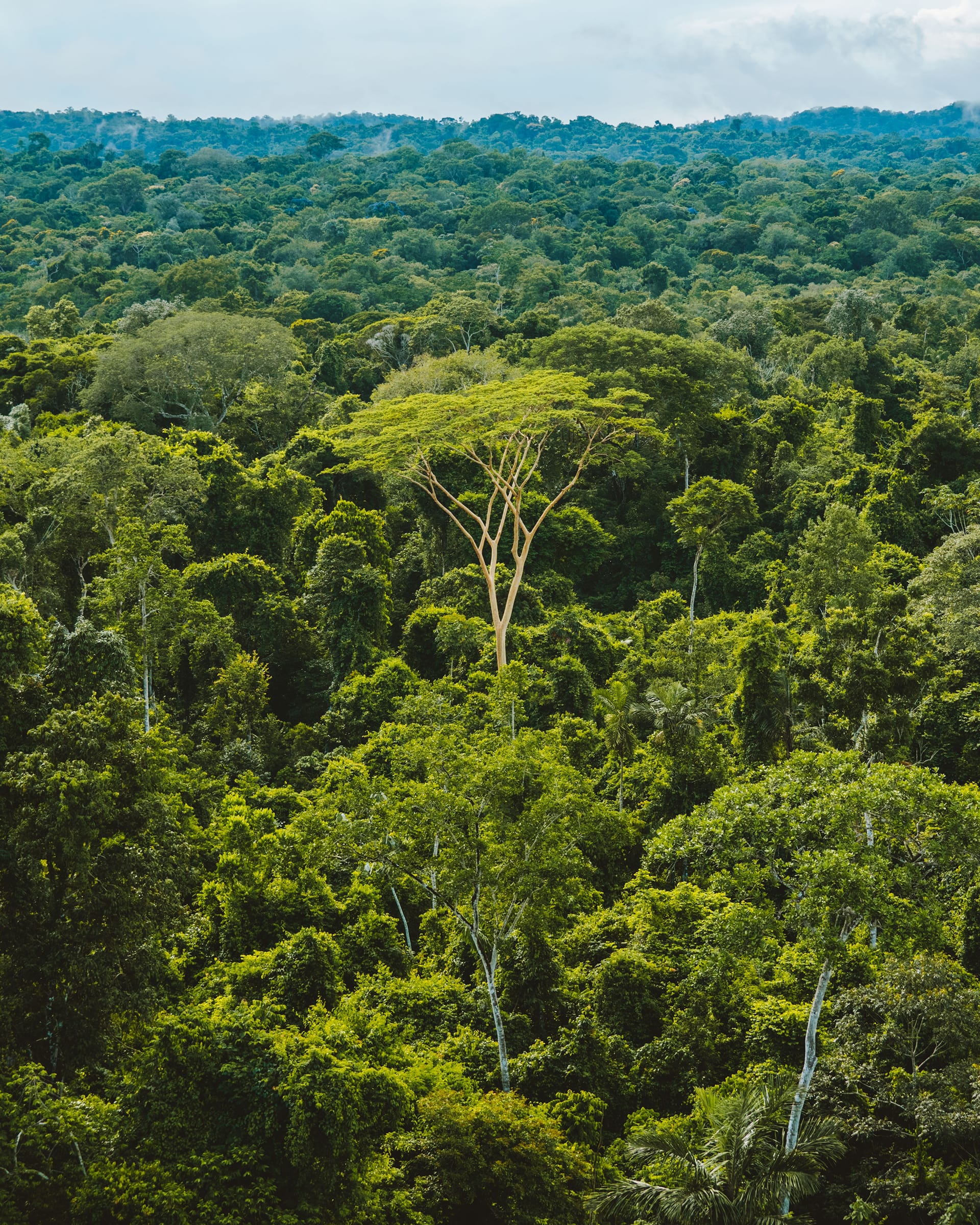 The Project Life Cycle: How a Project Begins at Rainforest Trust – Rainforest Trust