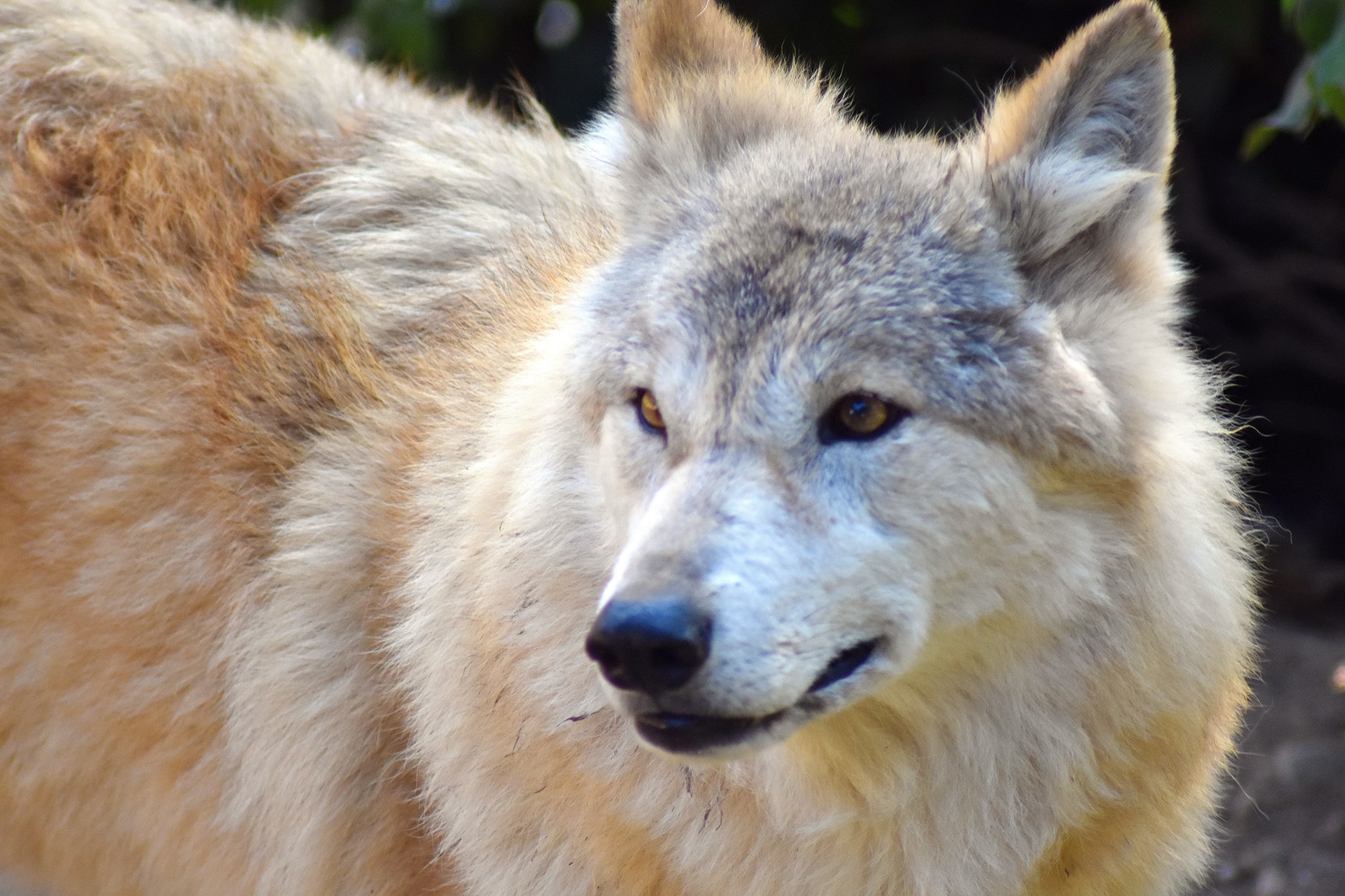 Safeguard a Himalayan Wilderness – Rainforest Trust