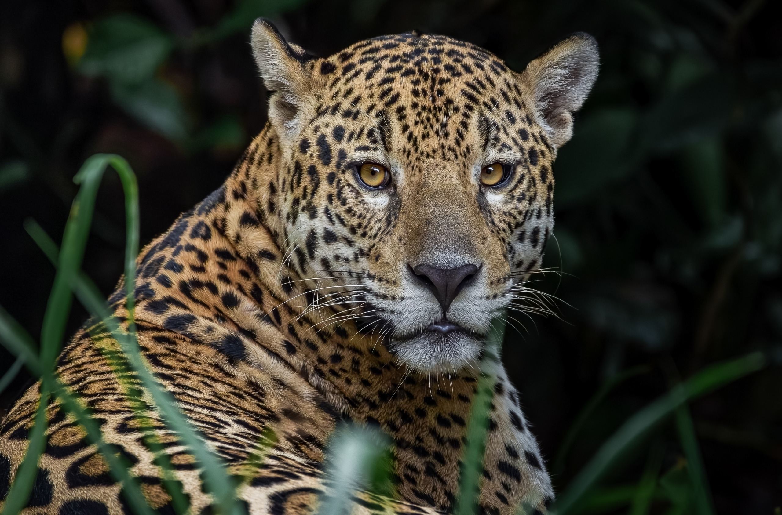 Save a Critical Wild Cat Corridor in Honduras – Rainforest Trust