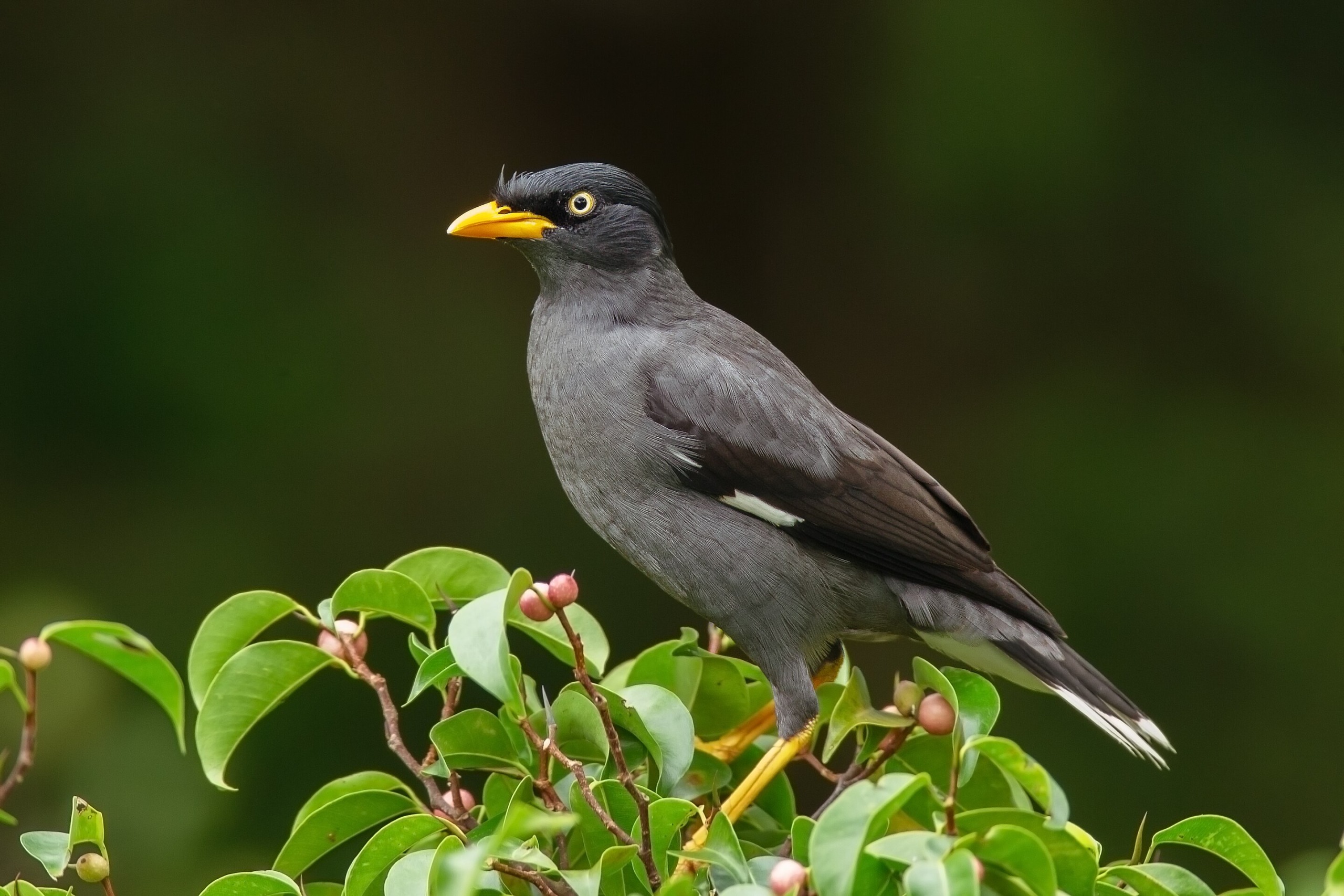 Protect Rare and Endemic Wildlife in West Bali – Rainforest Trust