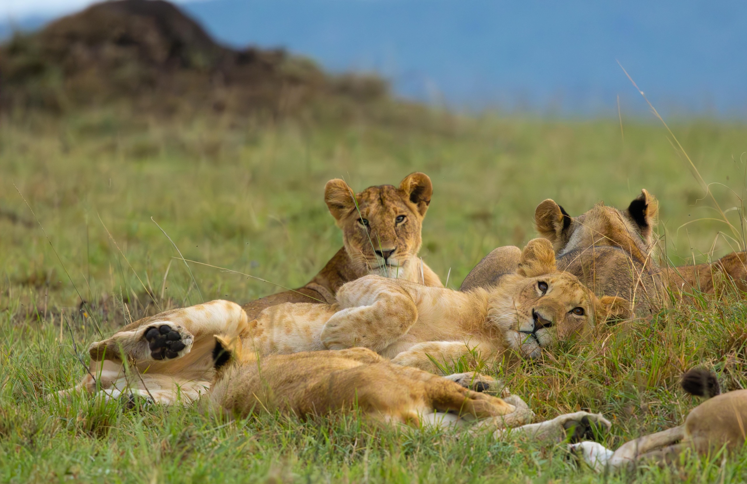 Save the Angola Highlands Watershed – Rainforest Trust