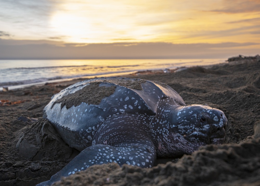 Colombia Expands the Acandí, Playón and Playona Sanctuary to the ...