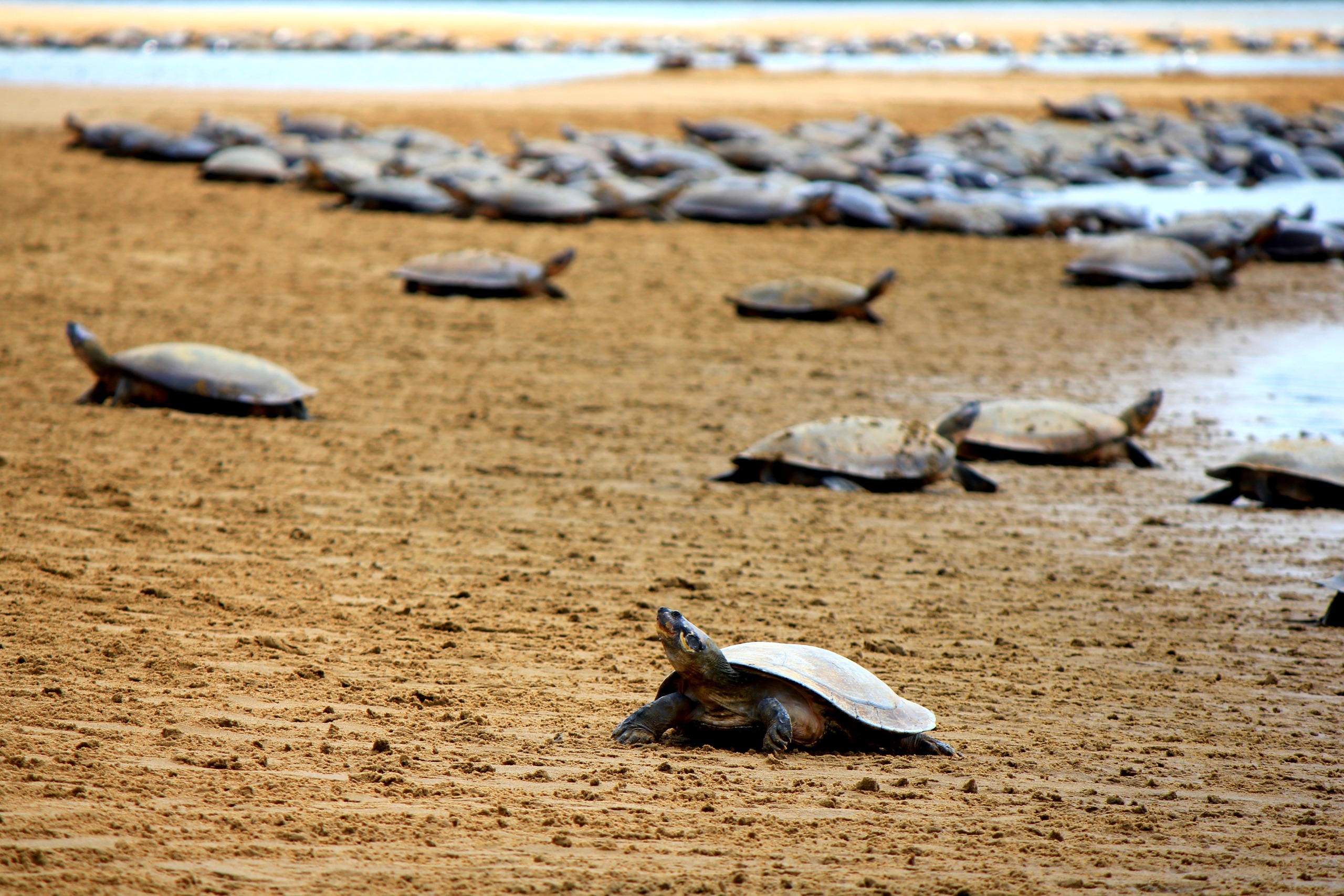 Bridge the Gap for Species Protection in Costa Rica – Rainforest Trust